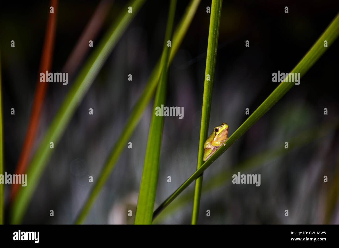 Eastern dwarf tree frog (Litoria fallax), St Ives, Sydney, New South ...