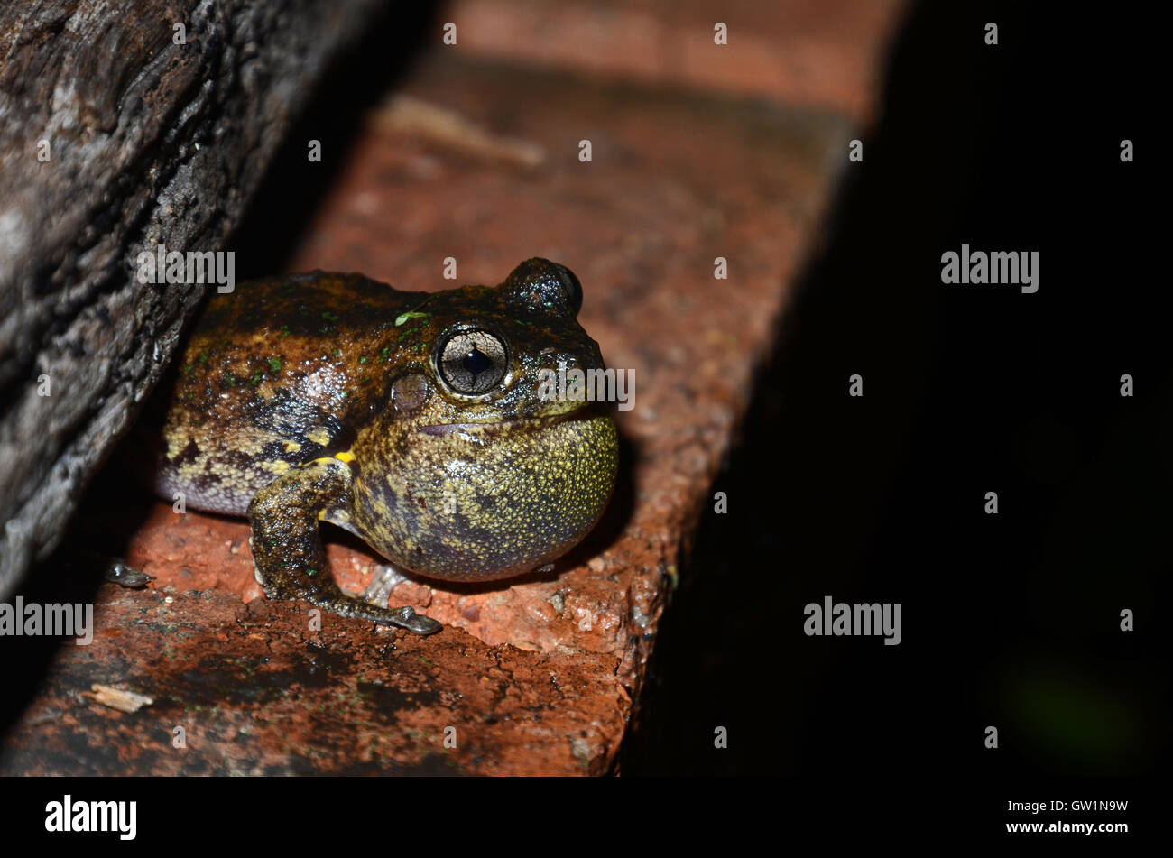 Laughing tree frog hi-res stock photography and images - Alamy
