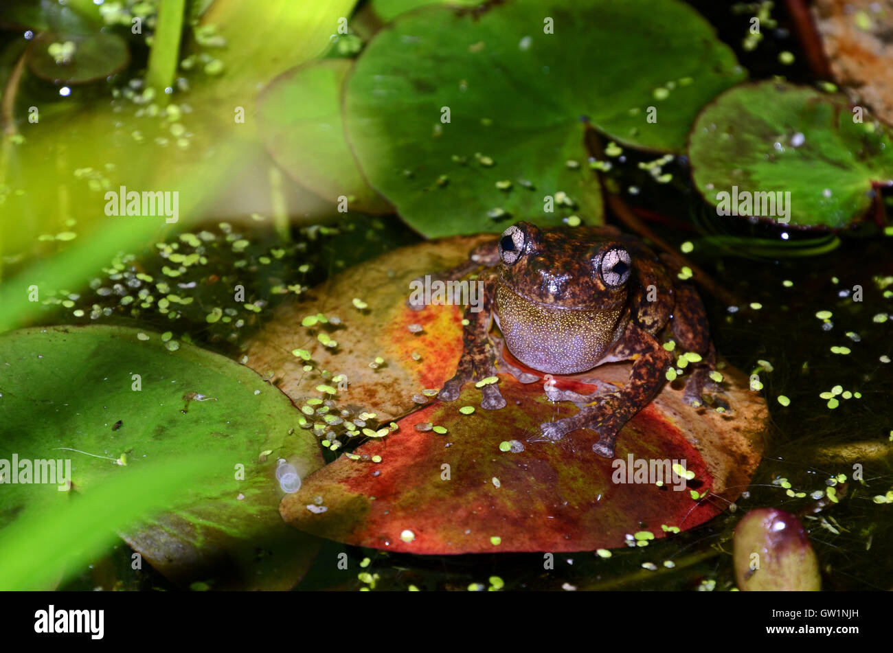 Calling male Peron's tree frog (Litoria peronii), St Ives, Sydney, New ...