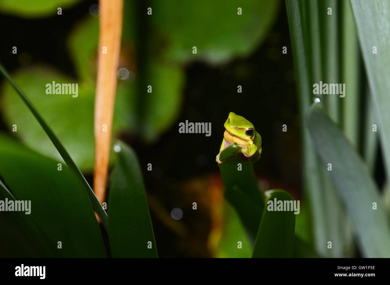 Eastern dwarf tree frog (Litoria fallax), St Ives, Sydney, New South ...