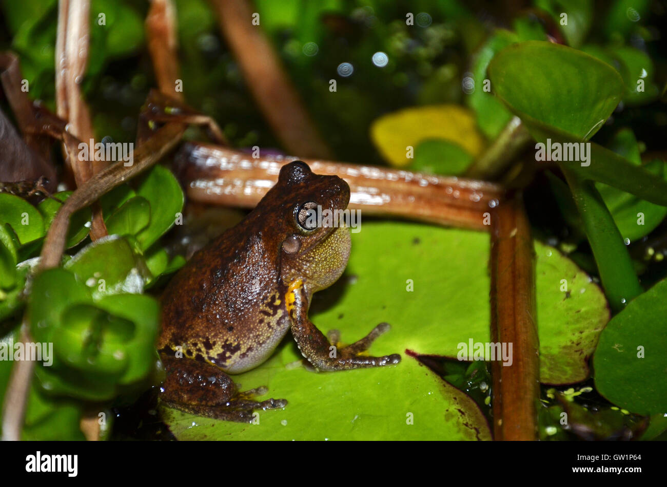Calling male Peron's tree frog (Litoria peronii), St Ives, Sydney, New ...