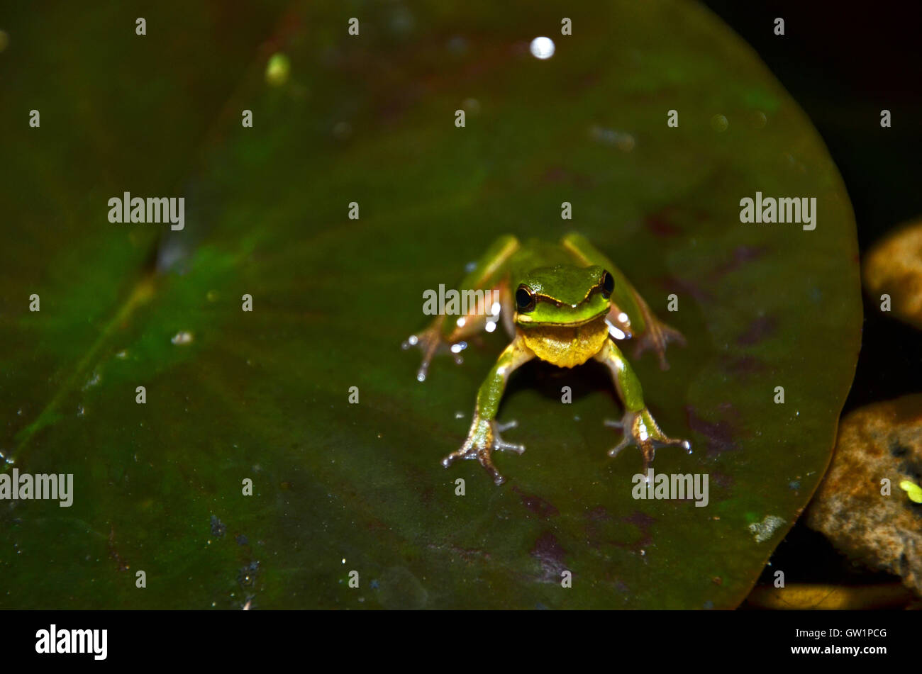 Eastern dwarf tree frog (Litoria fallax), St Ives, Sydney, New South ...