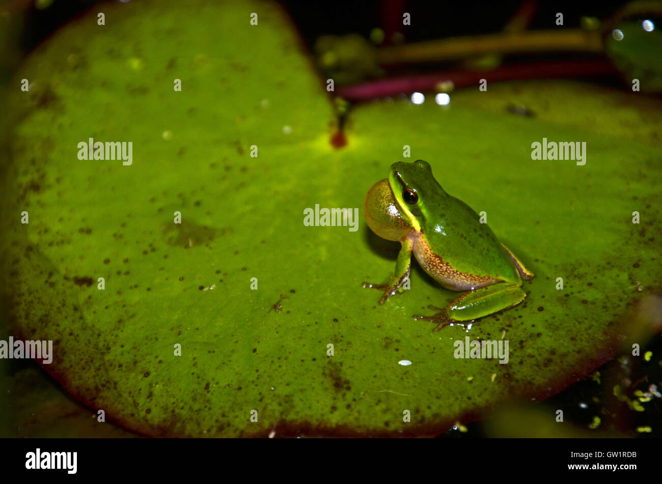 Eastern dwarf tree frog (Litoria fallax), St Ives, Sydney, New South ...