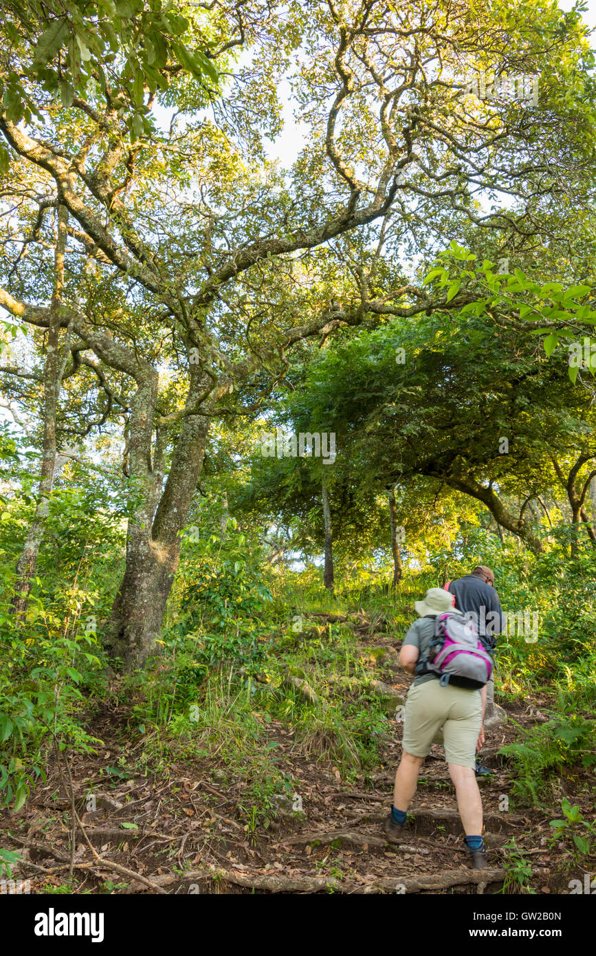 A tourist does a zipline through a forest in Aberfoyle, Zimbabwe Stock ...