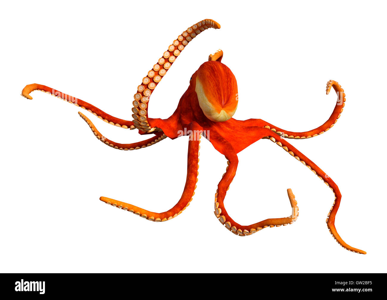 3d rendering octopus isolated hi-res stock photography and images - Alamy
