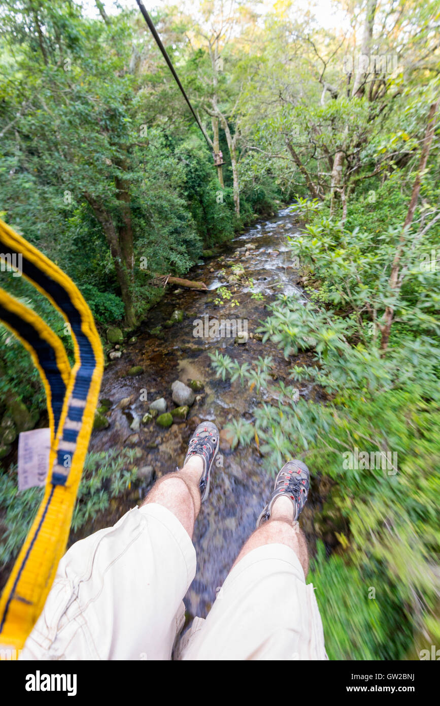 Birds forest flying canopy hi-res stock photography and images - Alamy