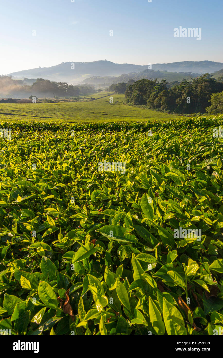Gentle green highlands hi-res stock photography and images - Alamy