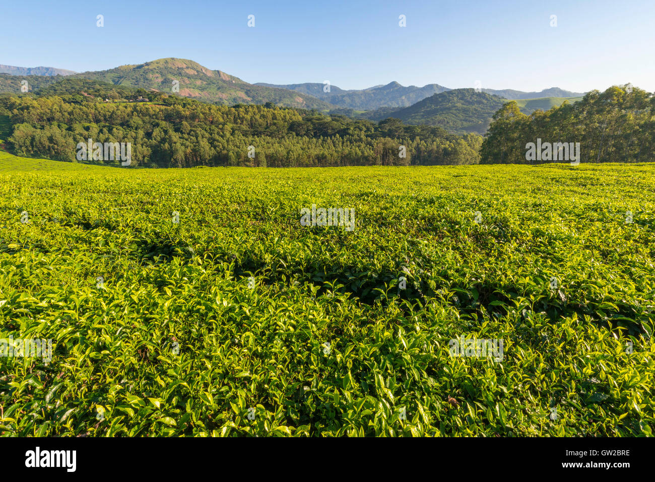 Gentle green highlands hi-res stock photography and images - Alamy