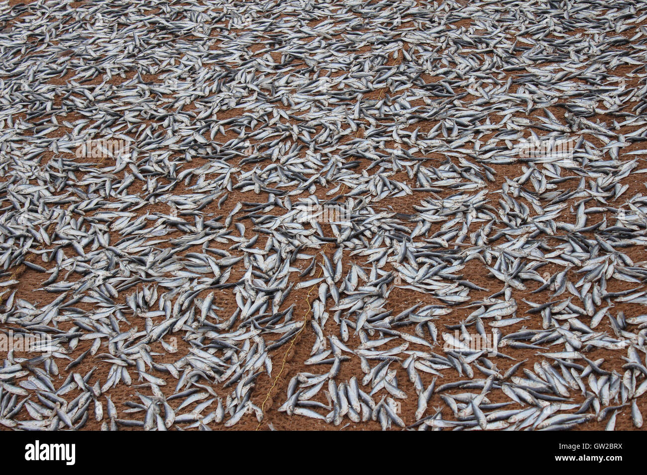 Fresh Fish Drying in the Sun at Fish Market Negombo Stock Photo - Alamy