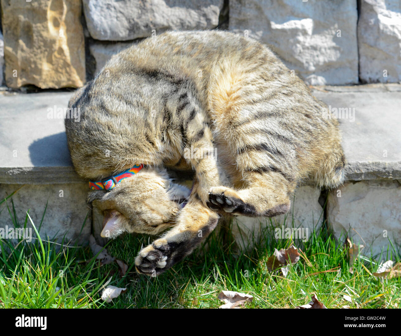 A beautiful Highland Lynx cat sleeping on the front steps of a house ...