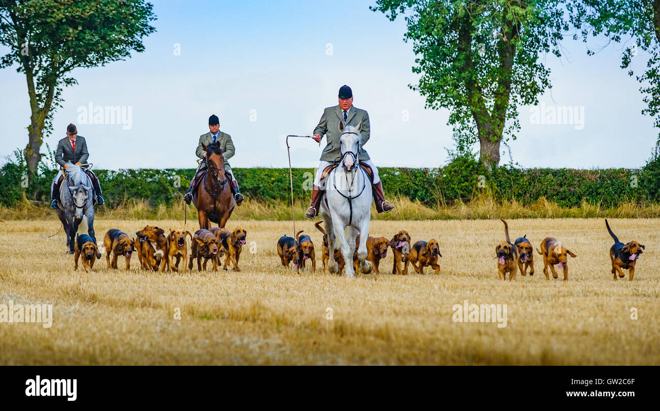 The Cranwell Bloodhounds, Lincolnshire, England - out for hound ...
