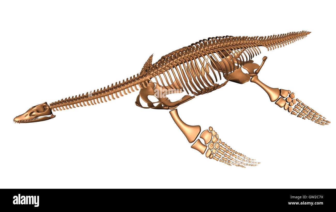 Plesiosaur fossil hi-res stock photography and images - Alamy