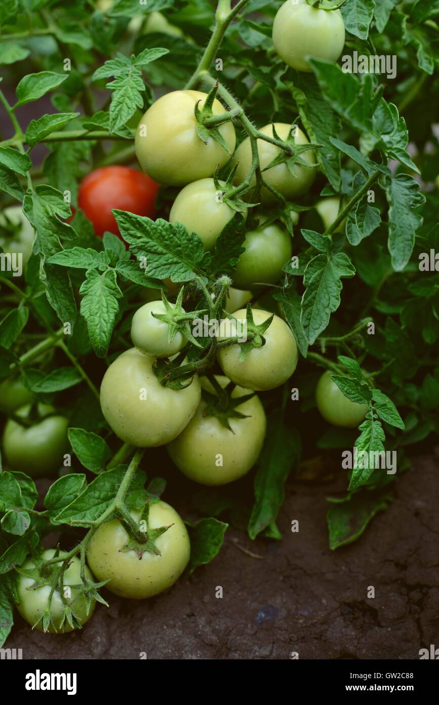 Green cherry hi-res stock photography and images - Alamy