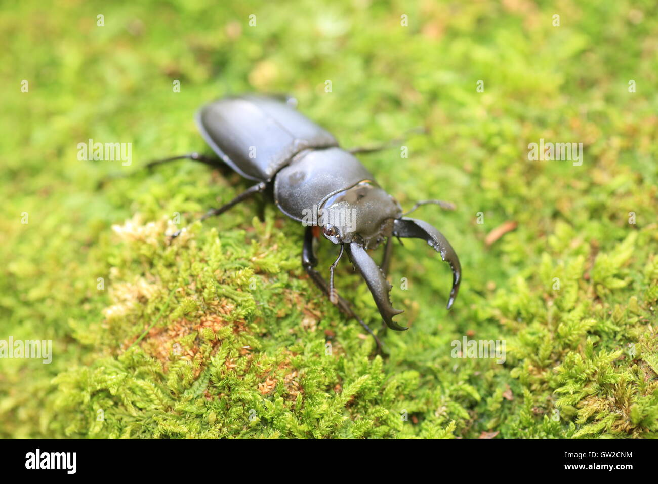 Rhaetulus hi-res stock photography and images - Alamy