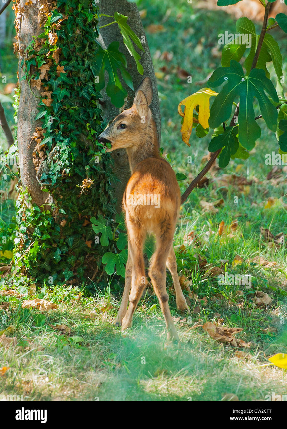 Deer looking at tree hi-res stock photography and images - Alamy