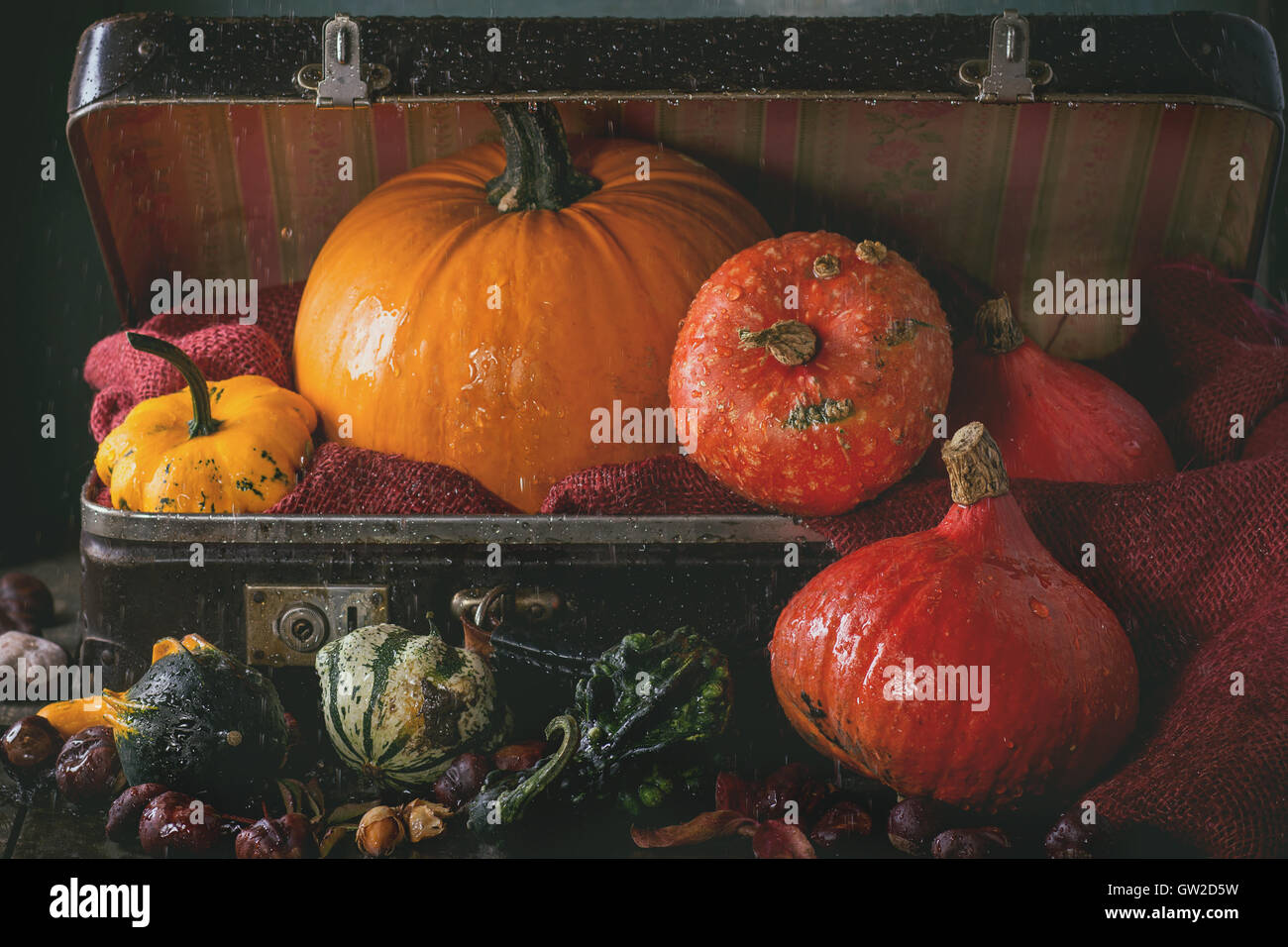 Assortment of different pumpkins in suitcase Stock Photo - Alamy