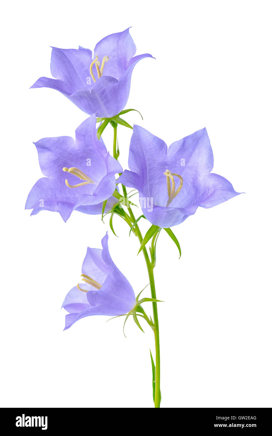 beautiful blooming bluebell flower is isolated on white background for ...