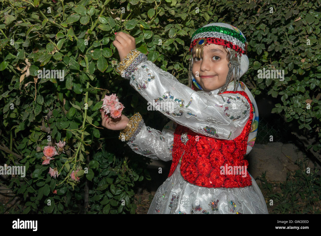 National Flower Of Kurdistan
