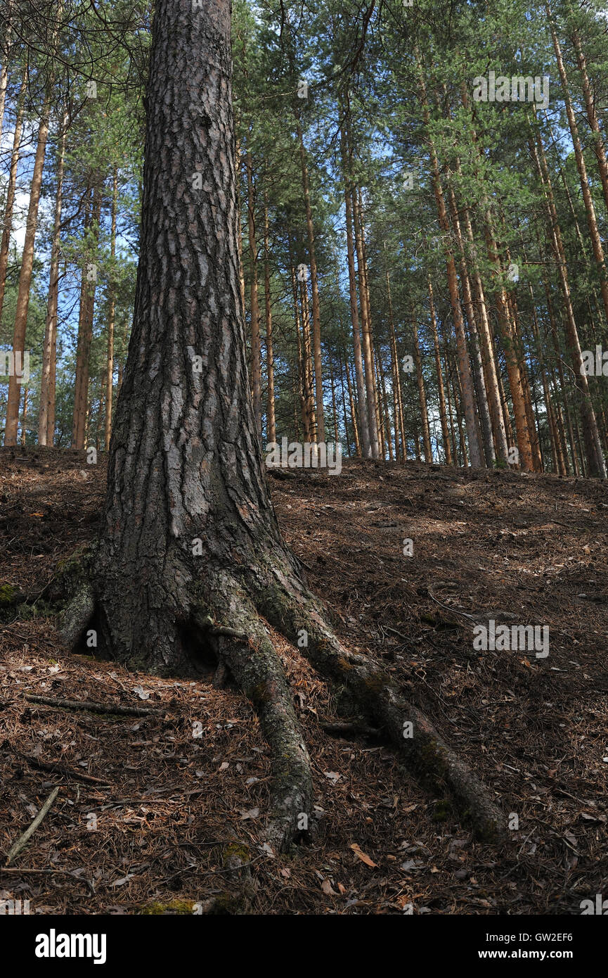 Landscape. Forest by the evening light, with light spots on trees Stock ...