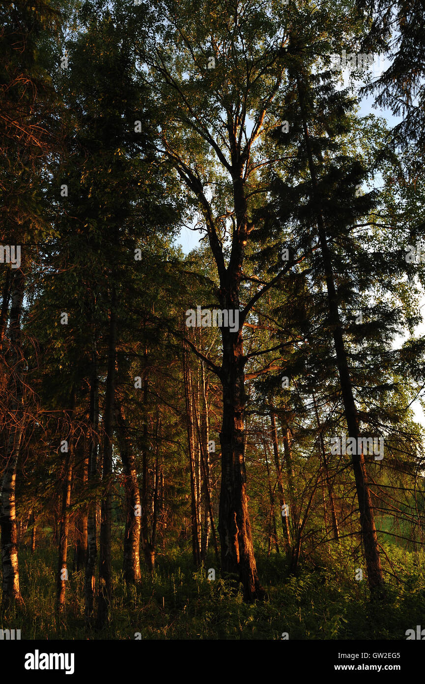 Forest landscape at evening sun Stock Photo - Alamy