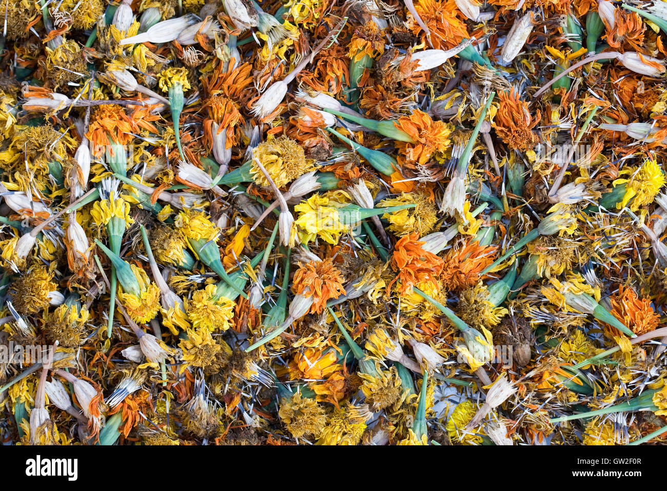 Tagetes patula. French marigold seeds and flowerheads left to dry Stock ...