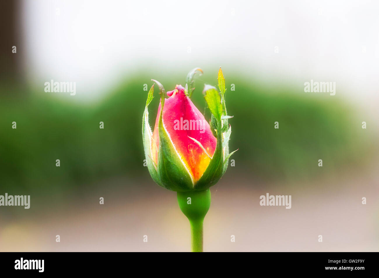 Life finds a way Stock Photo - Alamy