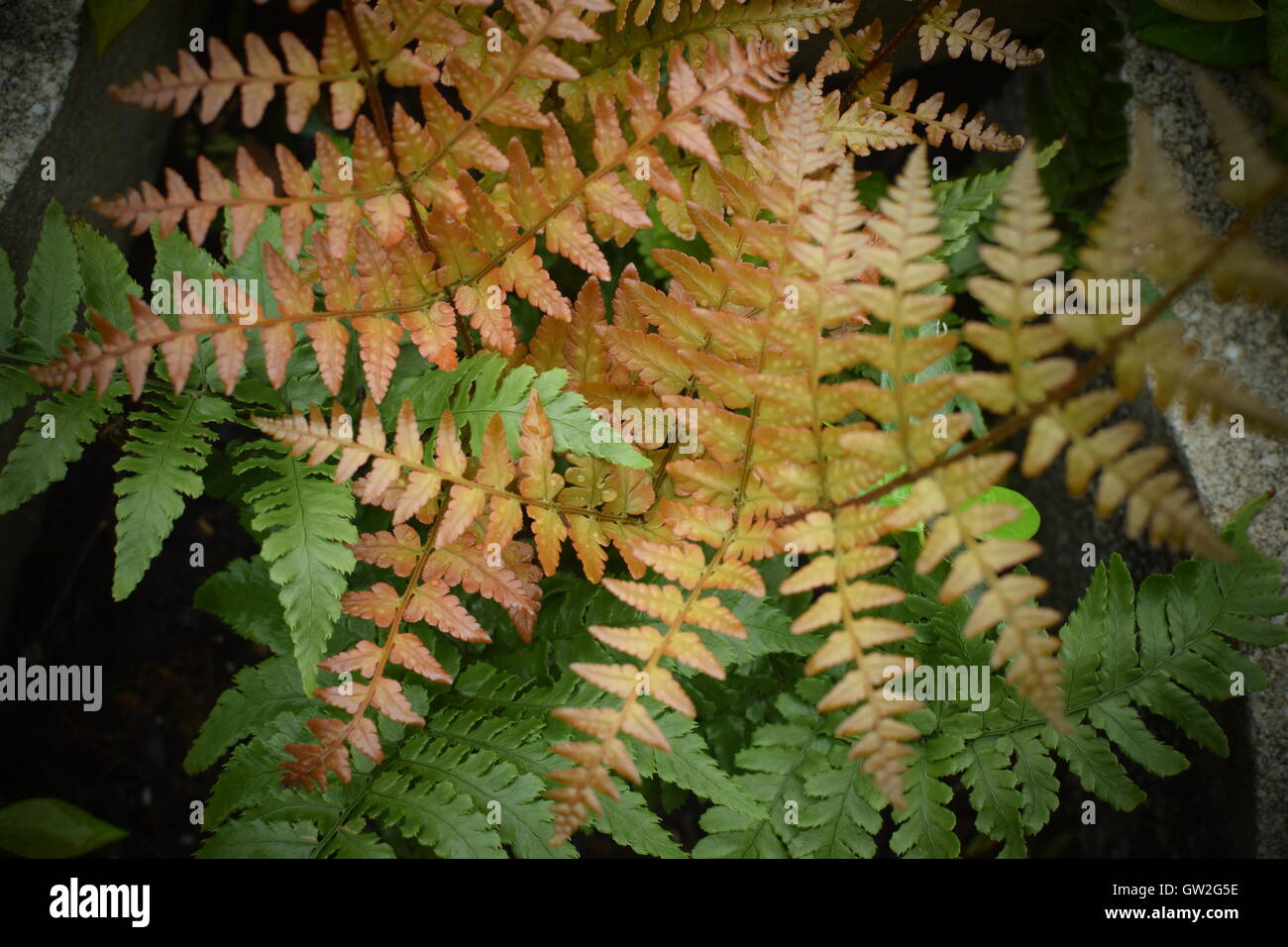 Vivid Spring ferns Stock Photo - Alamy