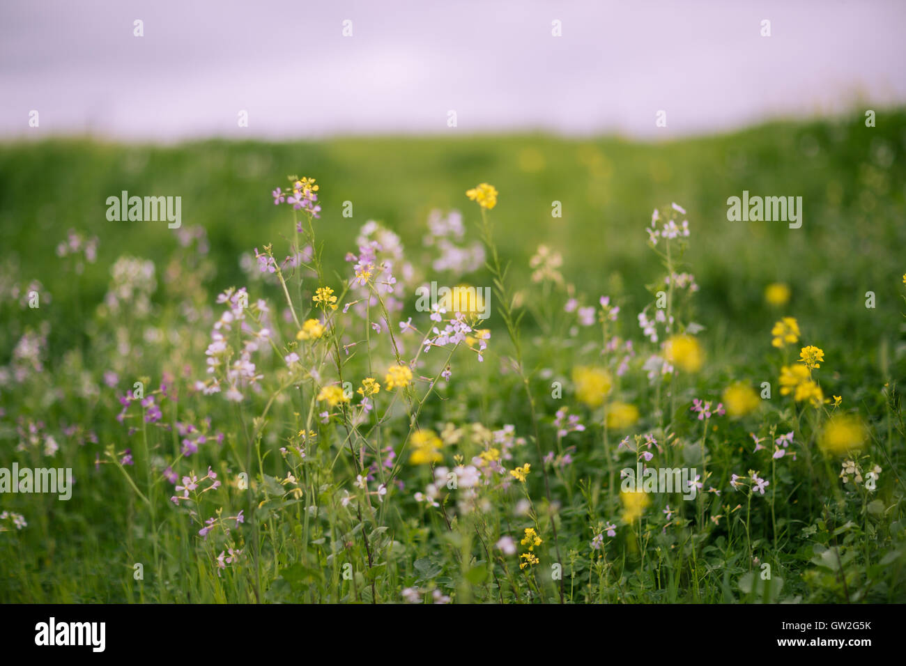 Wildflowers landscape hi-res stock photography and images - Alamy
