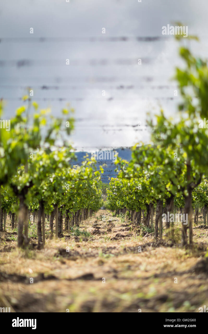 Brightly colored Grape vines in Napa Valley on an overcast day captured ...