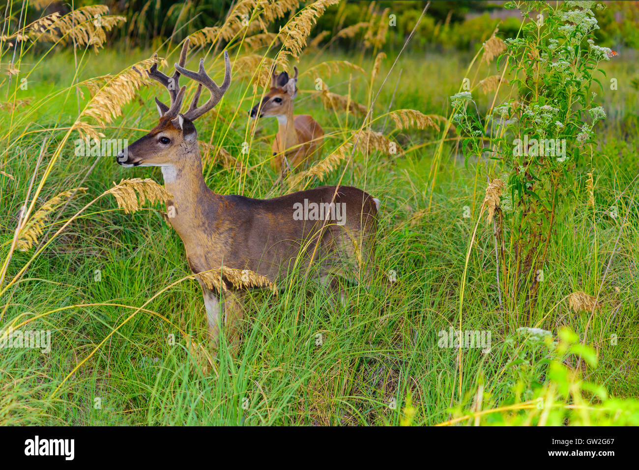 Two whitetail deer in St. Andrews State Park, Panama City Beach ...