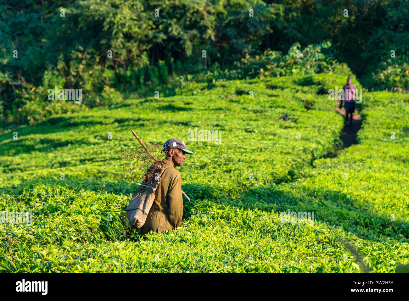 A rural farmer walks through a tea estate in Zimbabwe Stock Photo - Alamy