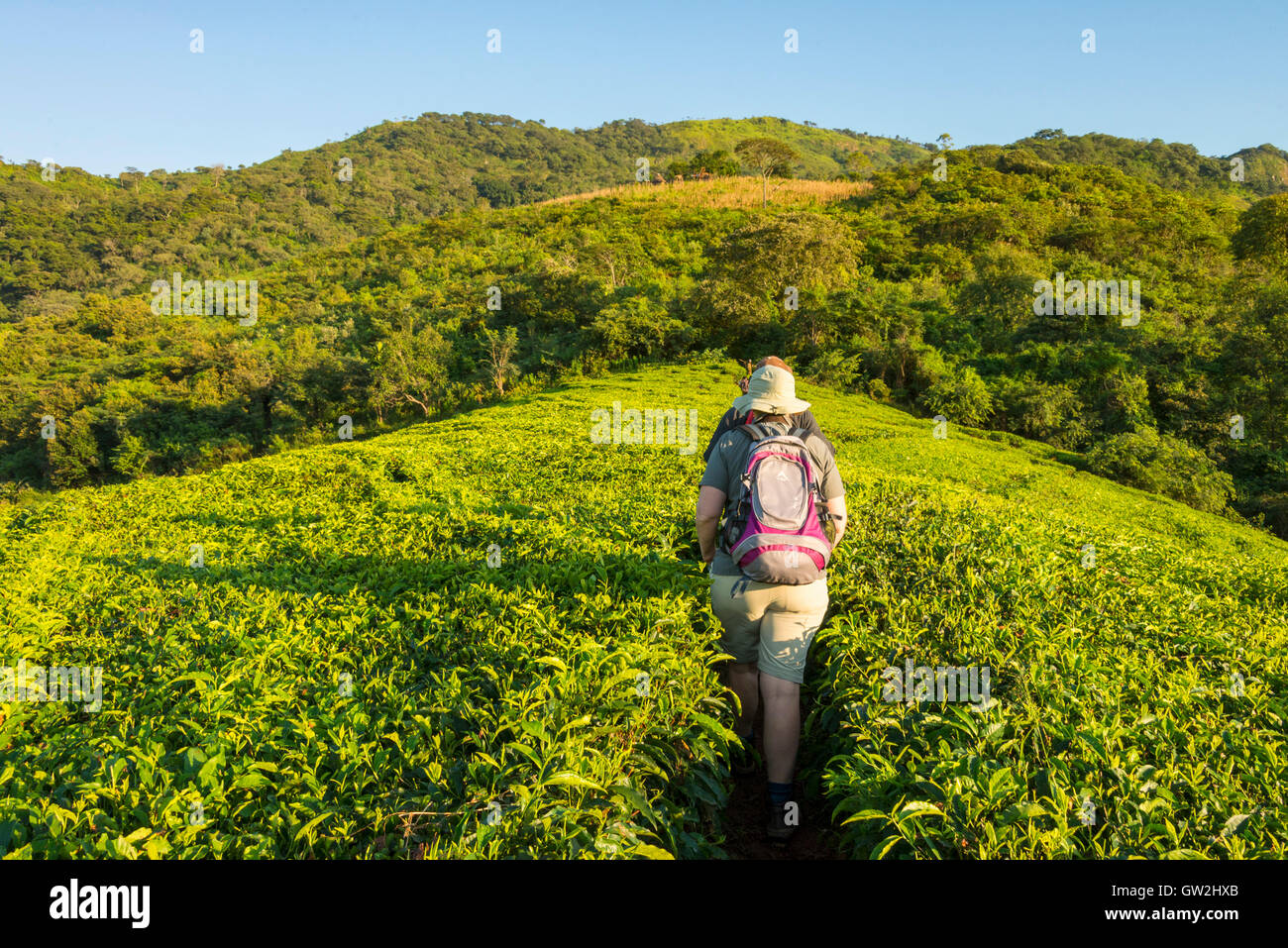 Nyangani hi-res stock photography and images - Alamy