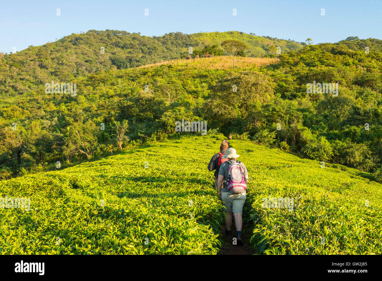 Mutarazi falls hi-res stock photography and images - Alamy
