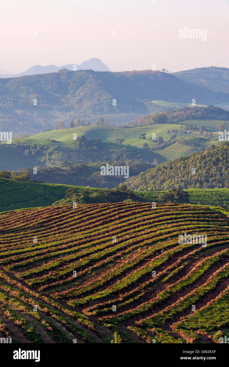 Eastern highlands agriculture zimbabwe hi-res stock photography and ...