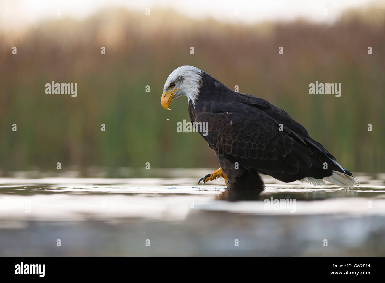 Eagle point of view images hi-res stock photography and images - Alamy
