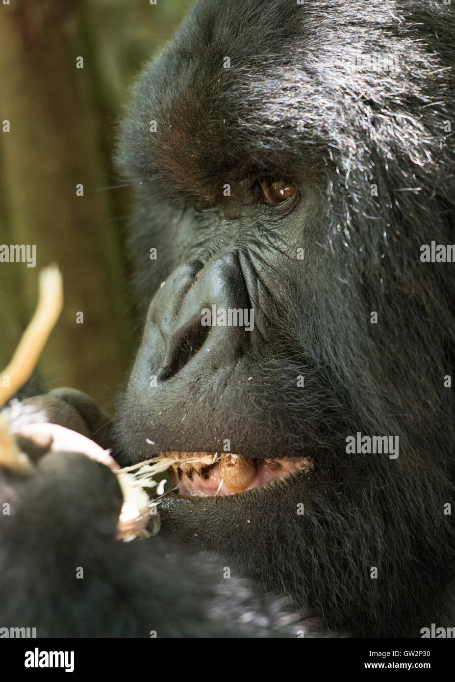 Silverback in Virunga National Park Rwanda Stock Photo - Alamy