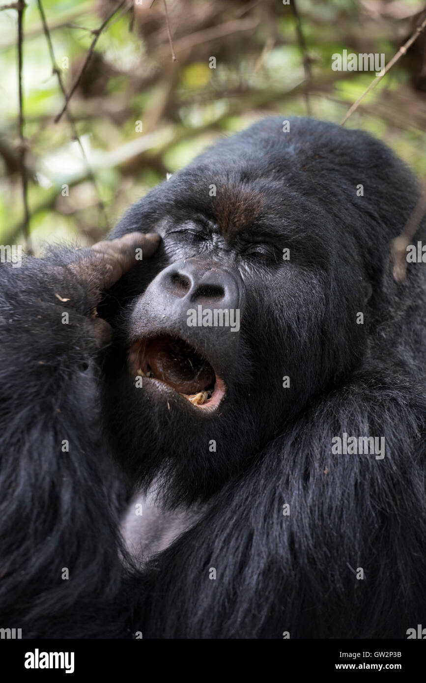 Silverback in Virunga National Park Rwanda Stock Photo - Alamy