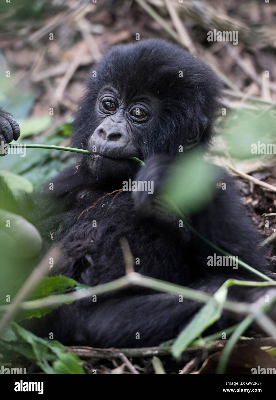 Baby Mountain Gorilla Rwanda Stock Photo - Alamy Baby Mountain Gorilla Rwanda Stock Photo - Alamy
