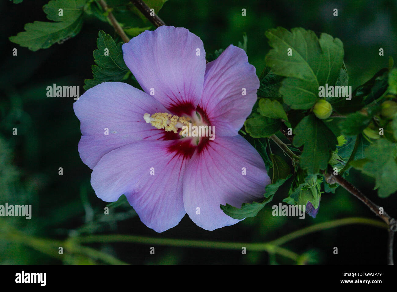 Rose of Sharon flower in a garden Stock Photo - Alamy