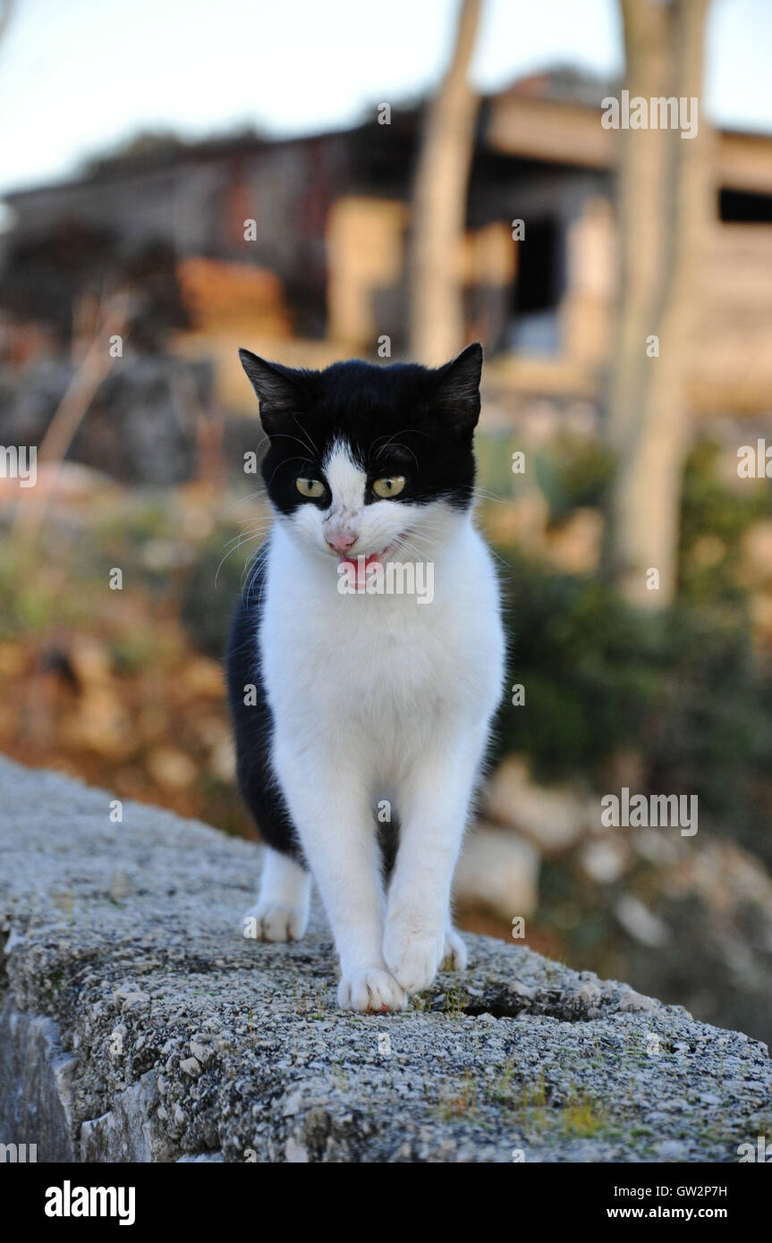 Angry cat hi-res stock photography and images - Alamy
