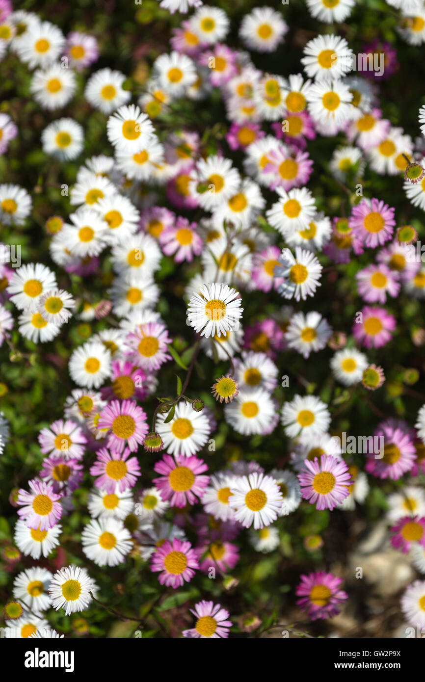 British gardening hi-res stock photography and images - Alamy