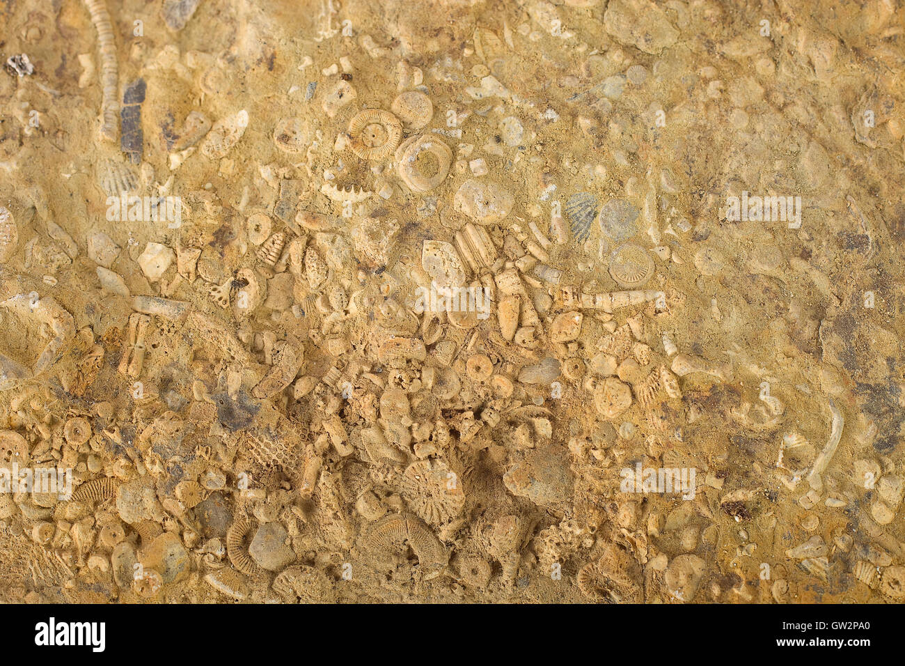 Fossil devon hi-res stock photography and images - Alamy