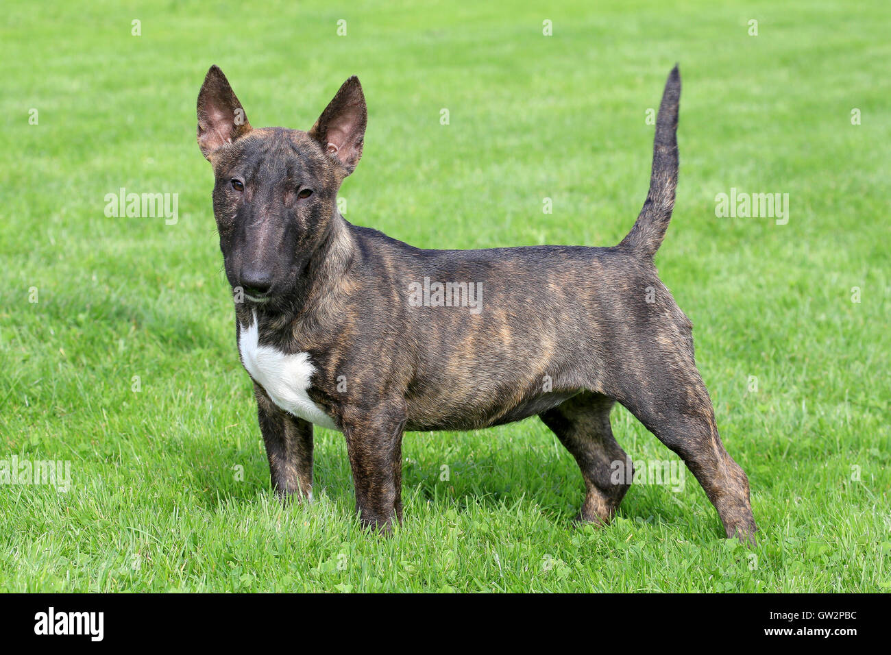 Lovely miniature bull terrier hi-res stock photography and images - Alamy