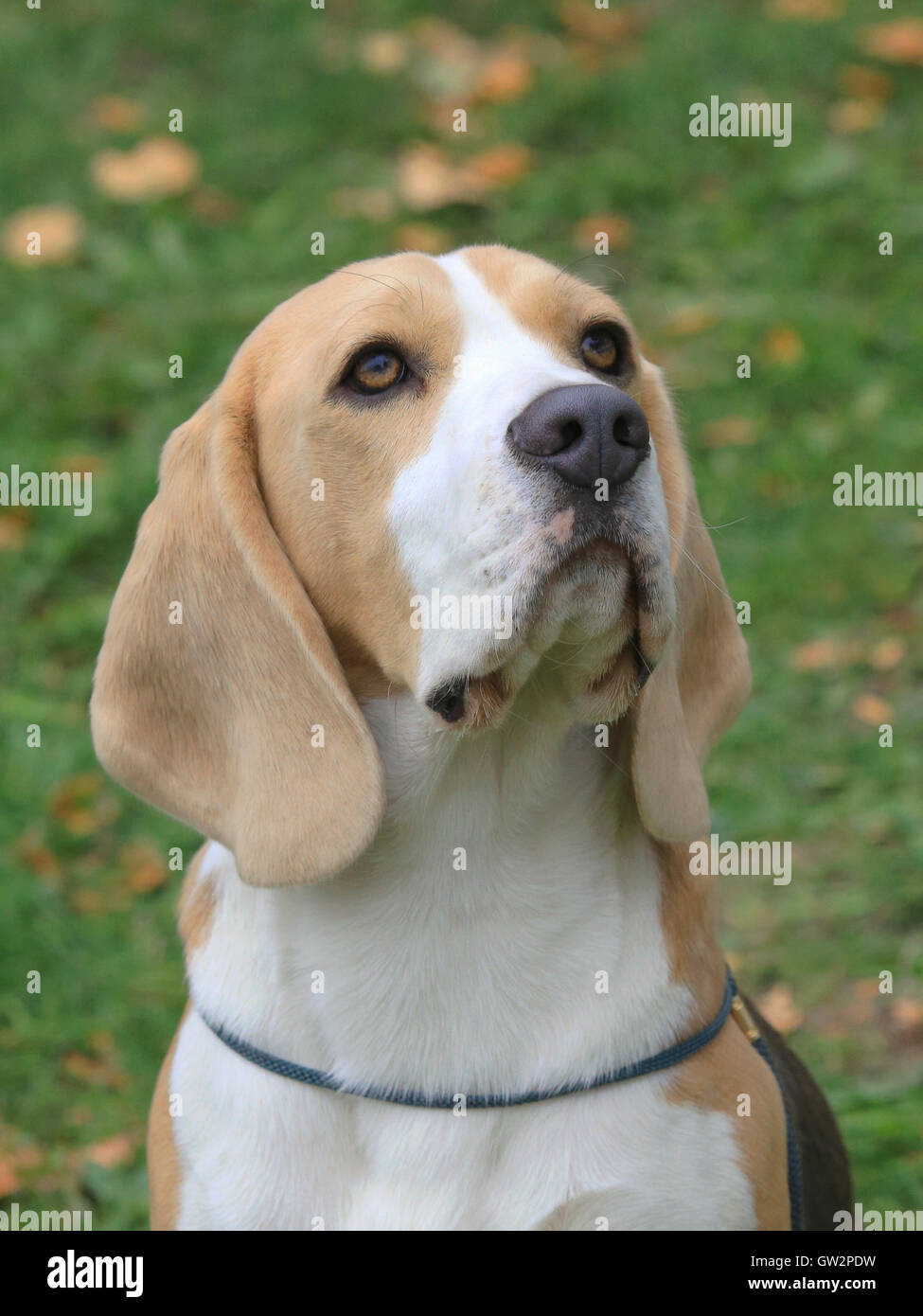 Typical sad Beagle in the spring garden Stock Photo - Alamy