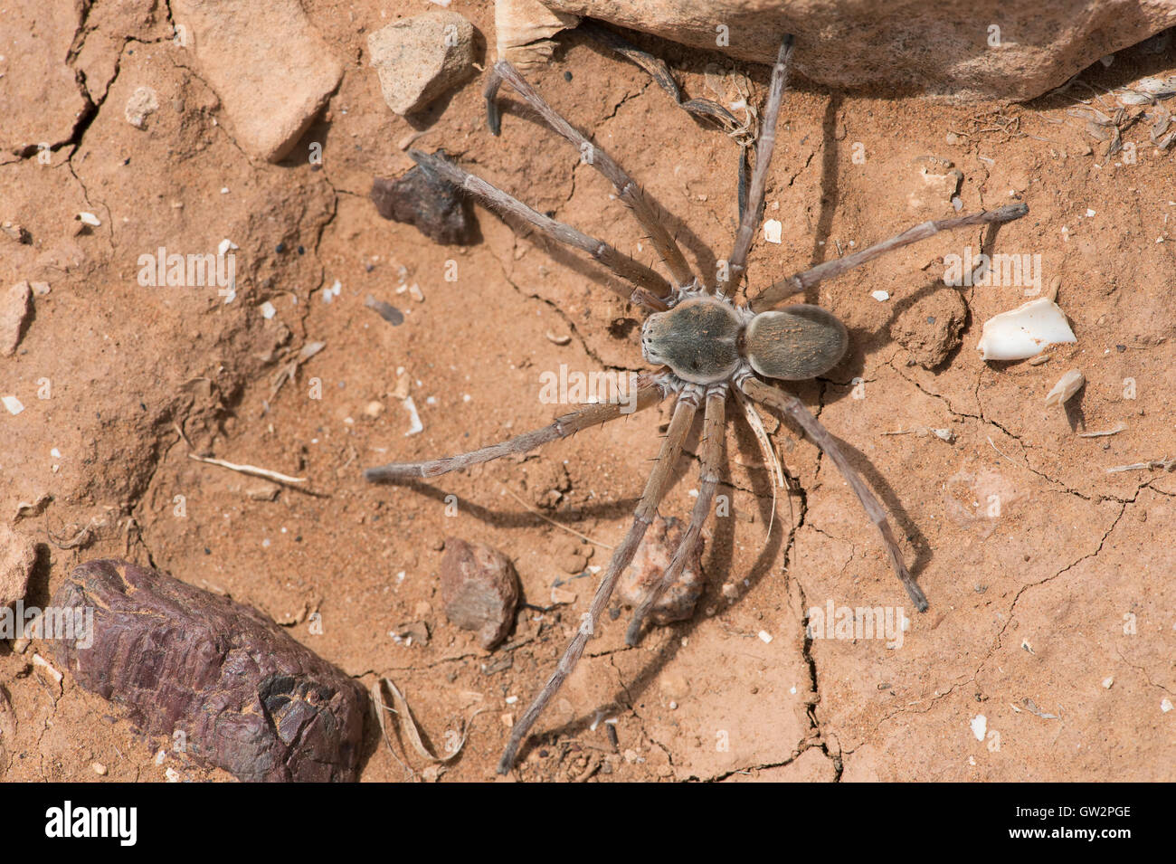 Wolf Spider (Lycosidae Stock Photo - Alamy