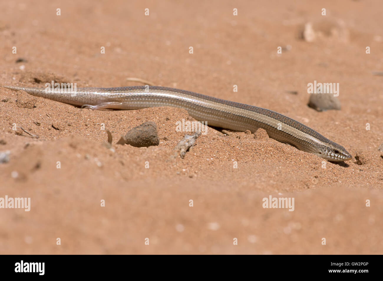 Small Three-toed Skink (Chalcides Minutus Stock Photo - Alamy