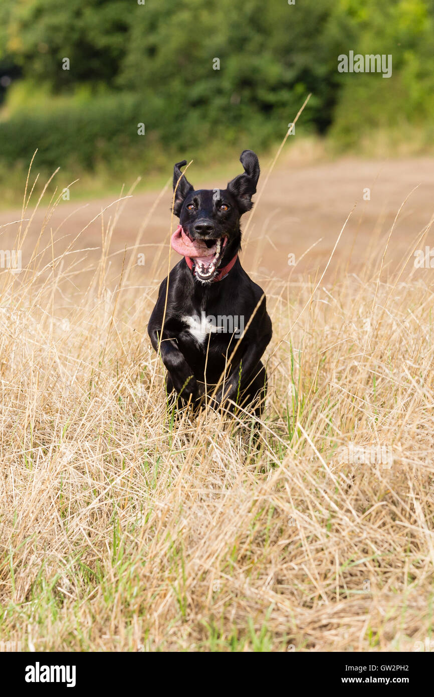 black dog running and playing in long grass Stock Photo - Alamy