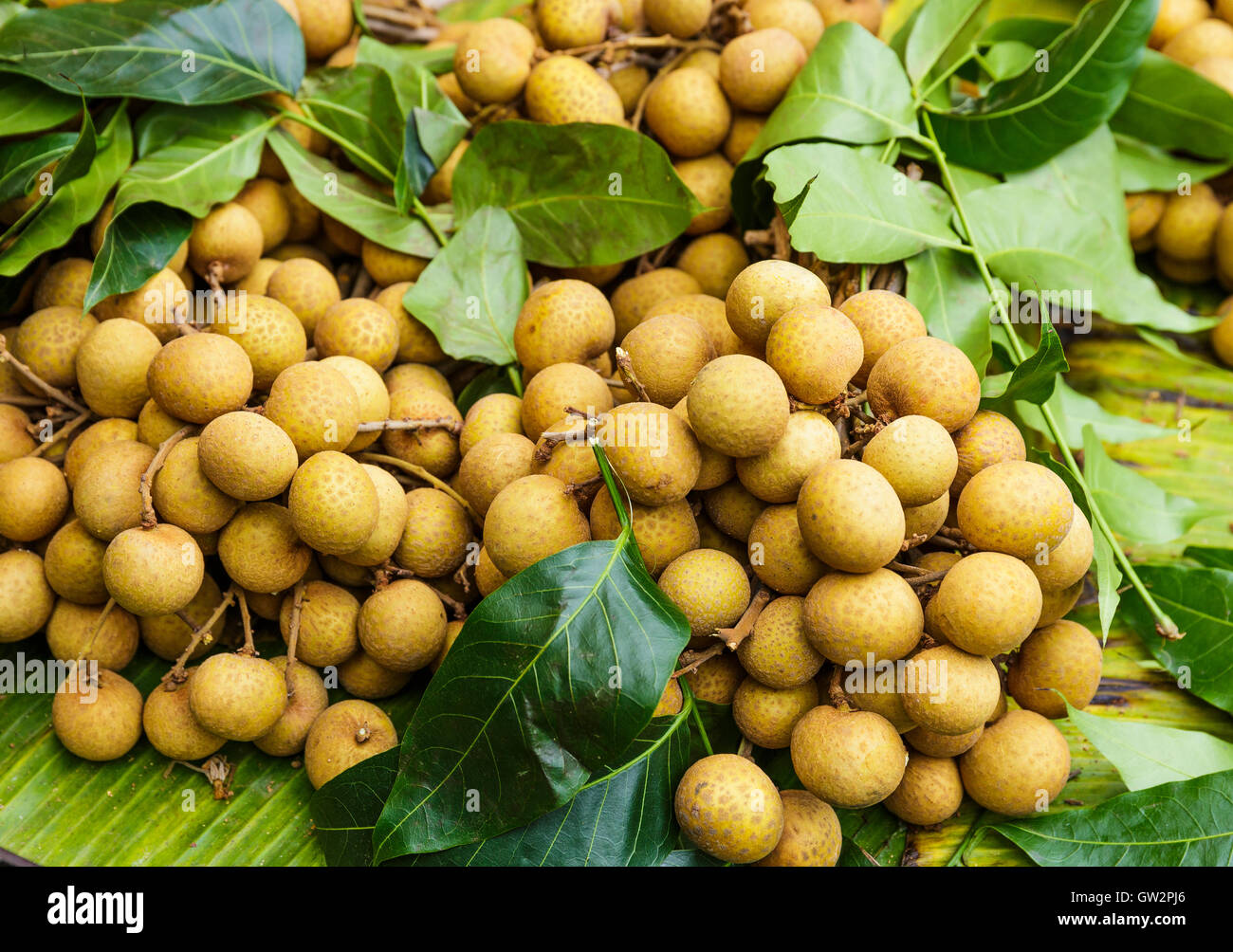 Longan leave hi-res stock photography and images - Alamy