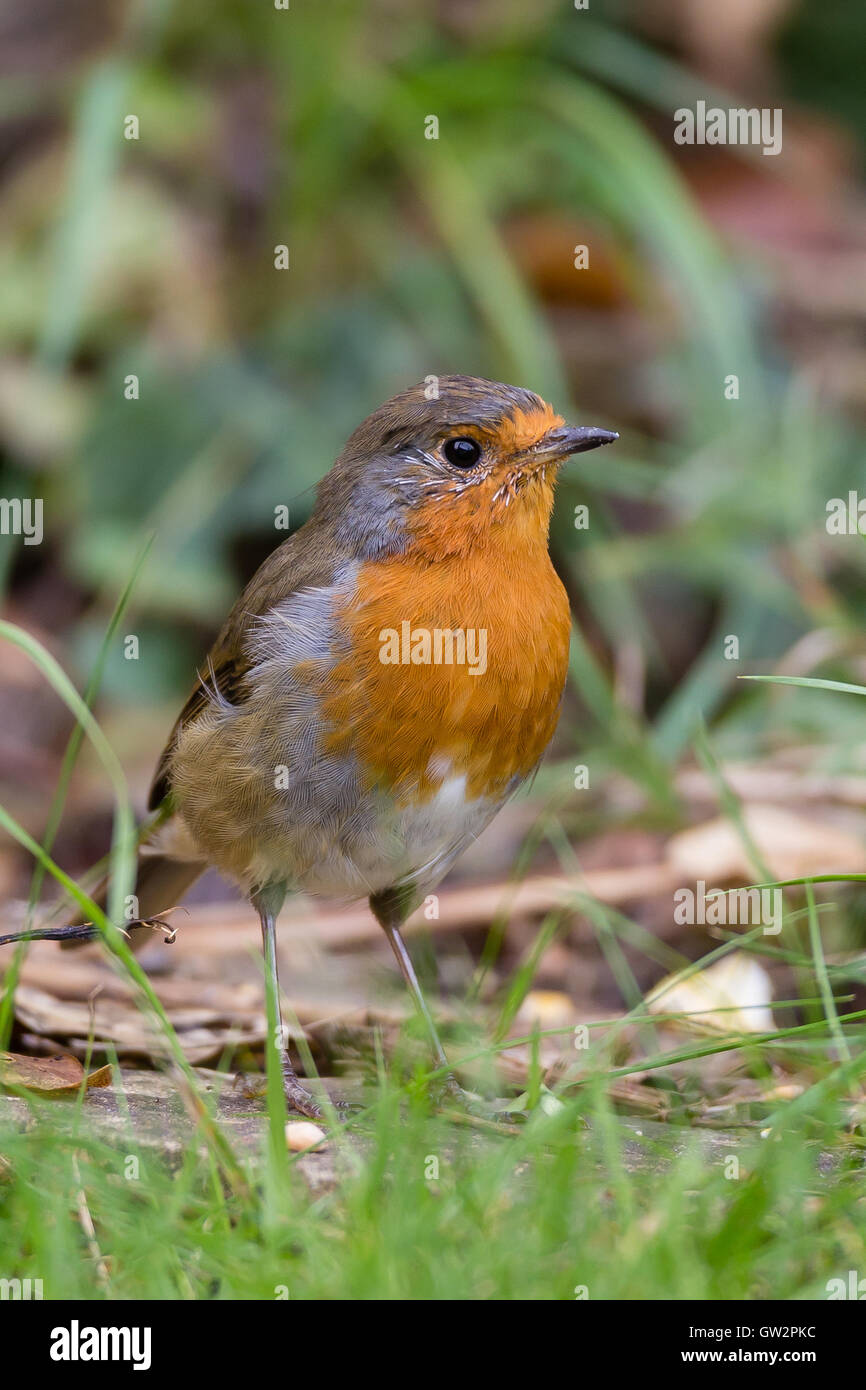Robin redbreast garden bird hi-res stock photography and images - Alamy