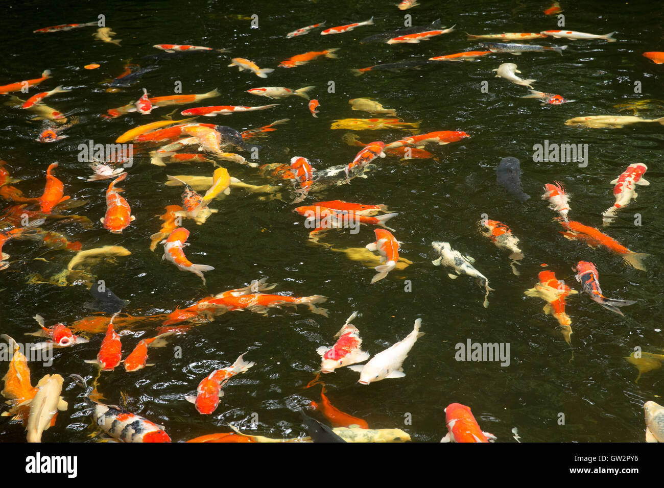 Mouth breeding fish hi-res stock photography and images - Alamy